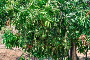 Aerial Mango Tree Stock Photos - Free & Royalty-Free Stock Photos from ...