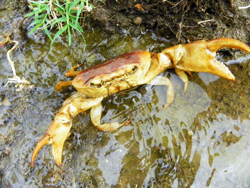 Indian Fresh Water Crab on Flowing Rain Water Stock Image - Image of ...