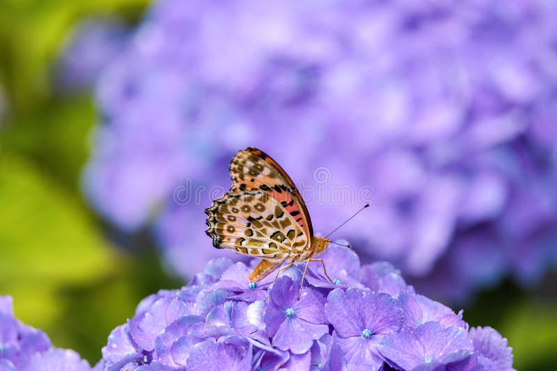 A Indian Fritillary on a Purple Hydrangea. Stock Image - Image of ...
