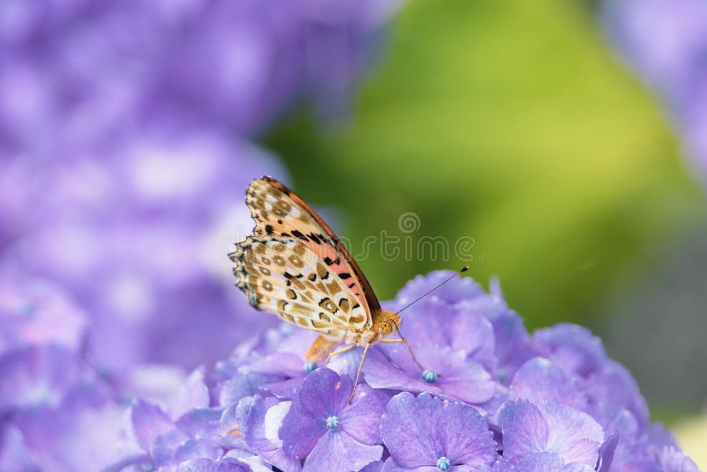 A Indian Fritillary on a Purple Hydrangea. Stock Image - Image of ...