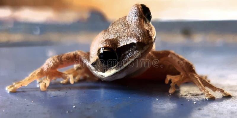 Indian frog front view. stock photo. Image of pond, eyes - 180451966