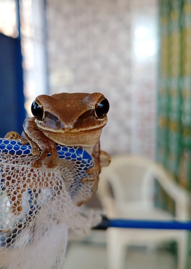 Indian Frog Front View Wih Blur Background. Stock Image - Image of frog ...