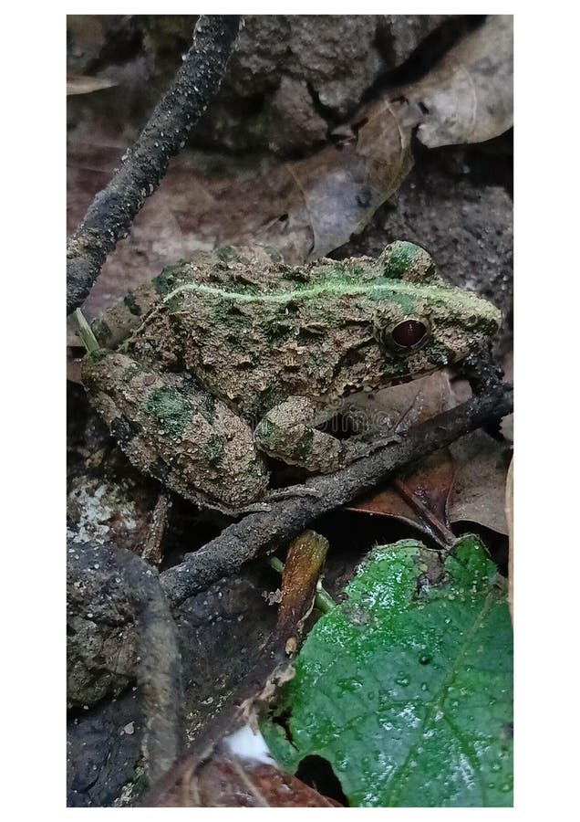 Indian mud frog stock photo. Image of jungle, indian - 333705850