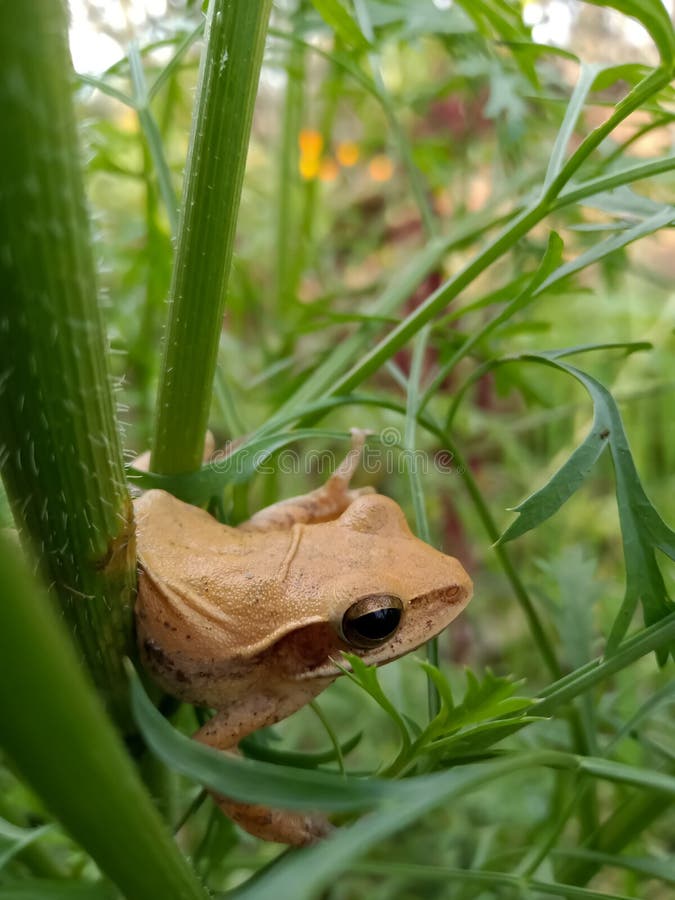 Indian Frog Sitting on Green Leaves Stock Image - Image of jungle ...
