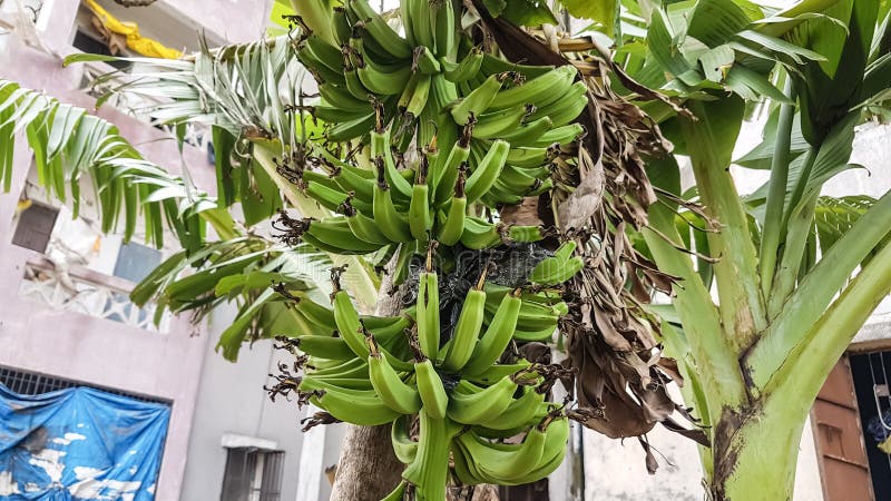 Indian fruit, banana tree stock image. Image of fruit - 186045859