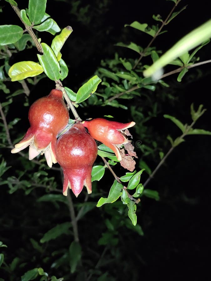 This is a Indian fruit stock image. Image of love, leave - 156622145