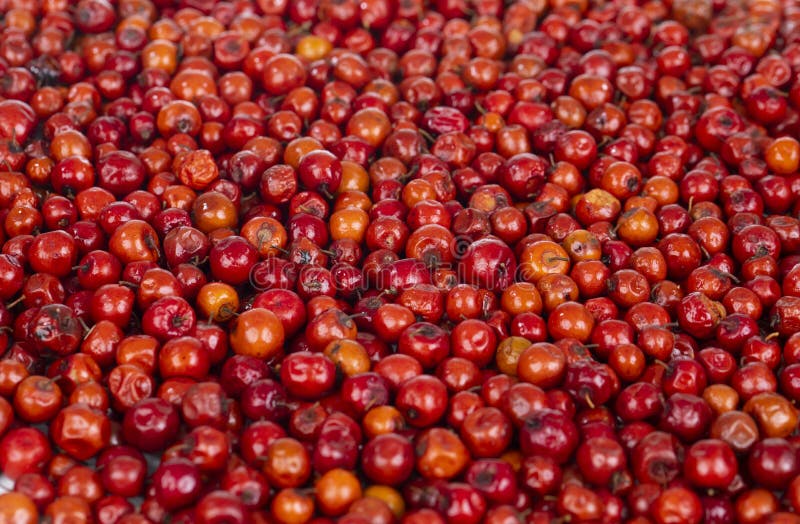 126 Bor Fruit Stock Photos - Free & Royalty-Free Stock Photos from ...