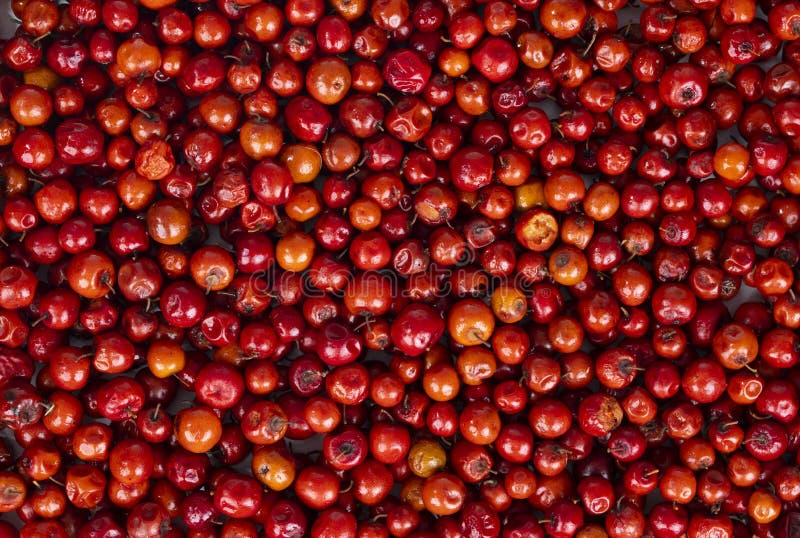 Indian Fruit Red Berry stock photo. Image of fall, beautiful - 206378140