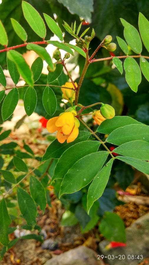 Indian Fruit Tree All Green Stock Image - Image of green, indian: 177172755