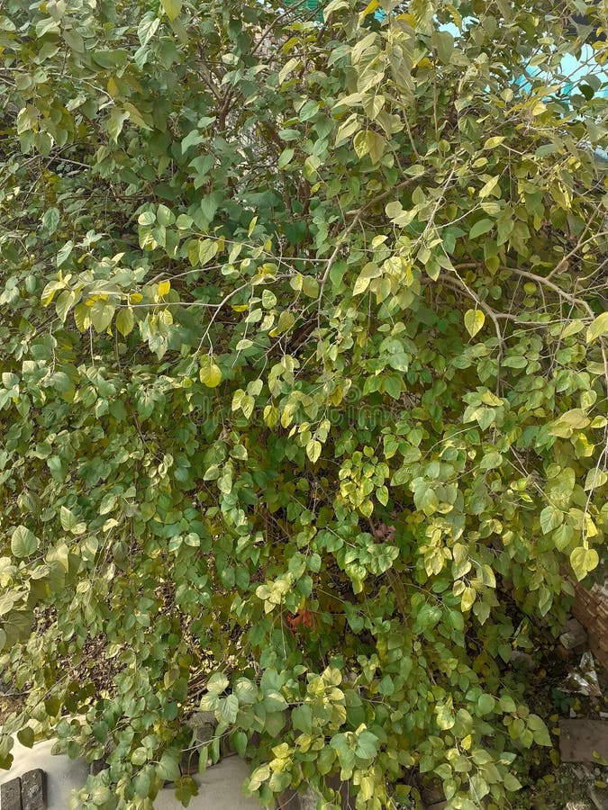 ,Indian Bor Fruit,green Jujube Fruit on the Jujube Tree in the Garden ...