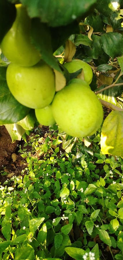 Indian frut apple bor stock image. Image of indian, frut - 170652621