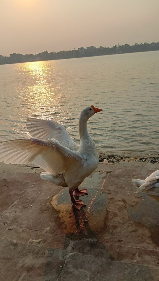 Royal Indian Gander stock image. Image of wing, duck - 270464757