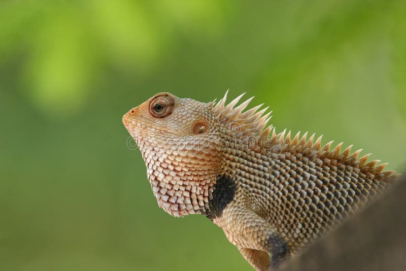 Indian garden lizard stock image. Image of conservation - 2196049