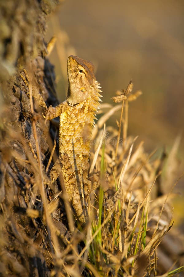 Indian garden lizard stock image. Image of closeup, asian - 30127987