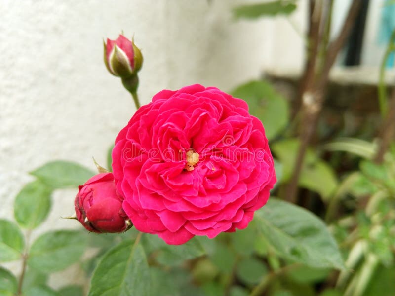 Red button rose stock image. Image of gard, button, indian - 121801797