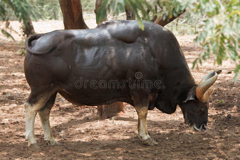 Indian gaur stock photo. Image of bull, jungles, gaur - 12979046