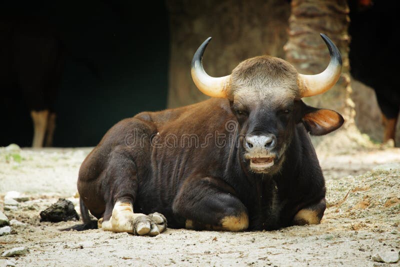Gaur stock photo. Image of horns, asian, curve, adult - 12328718