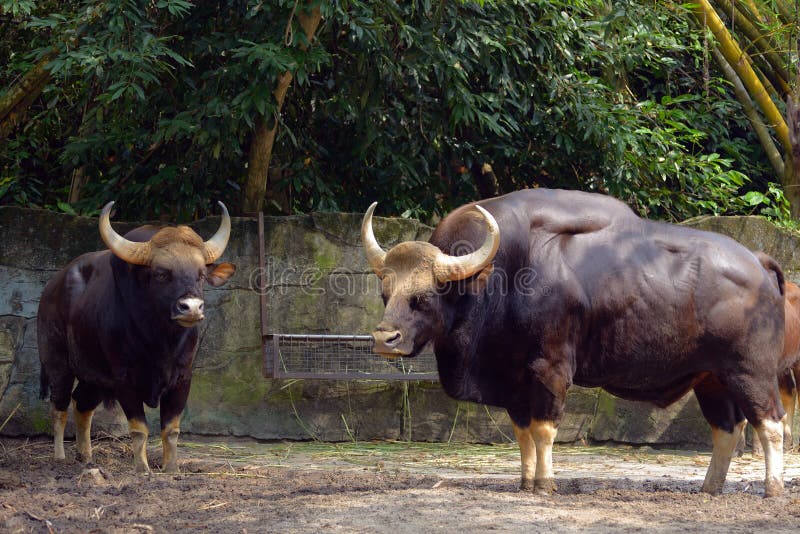Indian gaur stock photo. Image of tropical, powerful - 48811322