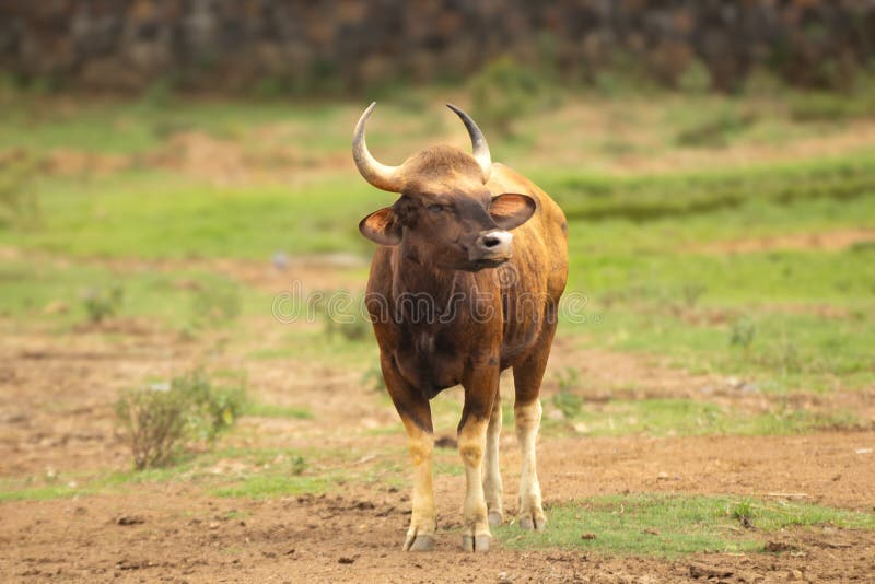 Indian Gaur in the Green Land Stock Photo - Image of black, landscape ...