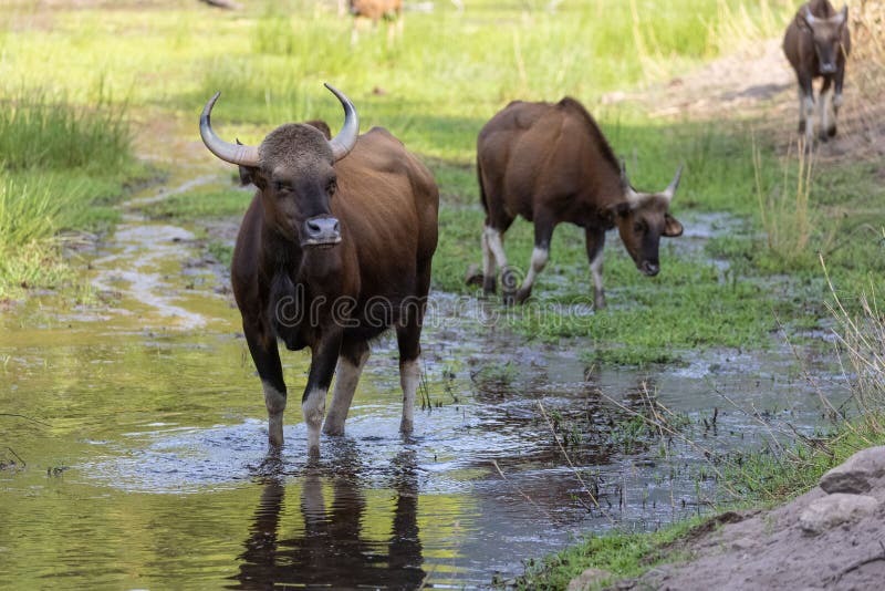 Indian Gaur Mammal in the Forest Stock Photo - Image of africa, prairie ...