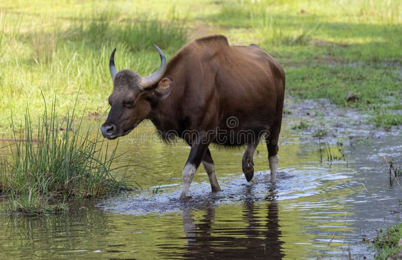 Indian Gaur Mammal in the Forest Stock Photo - Image of meadow, savanna ...