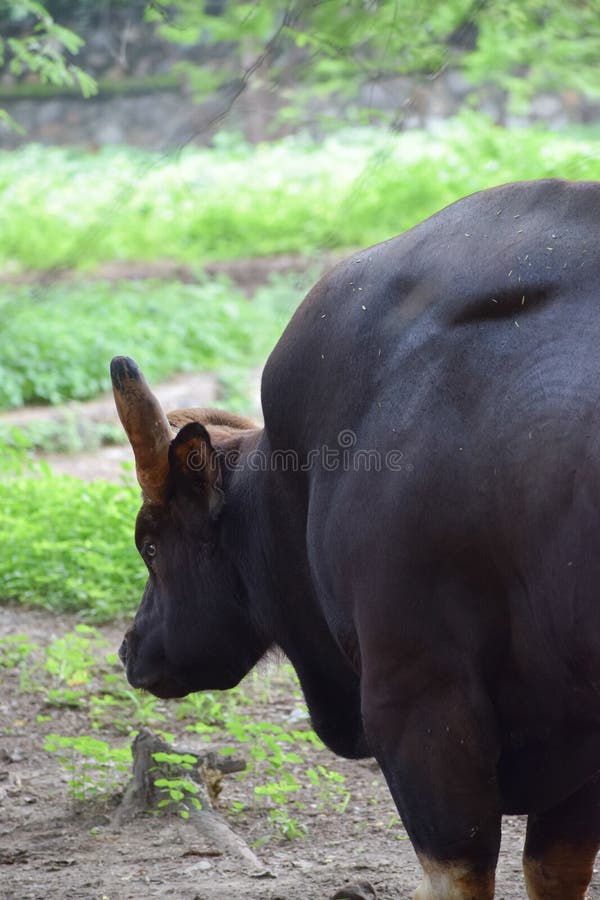 101 Gaur Face Stock Photos - Free & Royalty-Free Stock Photos from ...