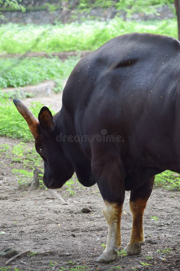 268 Indian Buffalo Face Stock Photos - Free & Royalty-Free Stock Photos ...