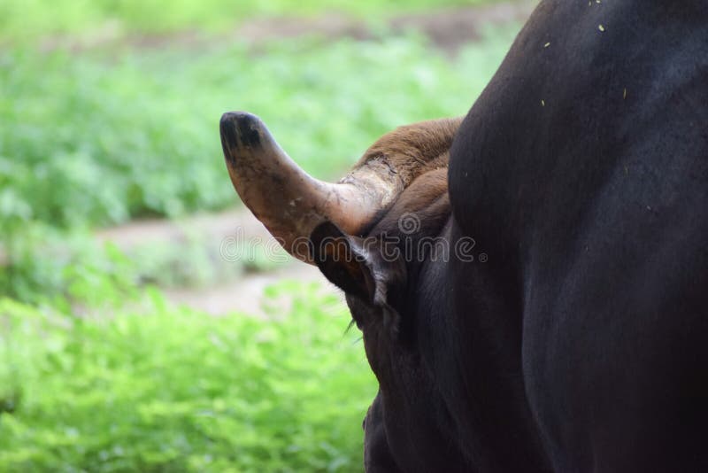 Indian Gaur with it S Child Stock Photo - Image of head, forest: 254633770
