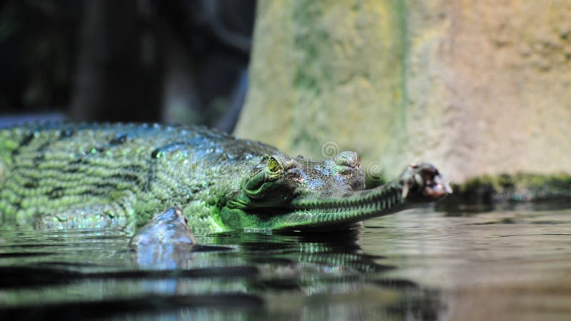 42+ Gavial Free Stock Photos - StockFreeImages
