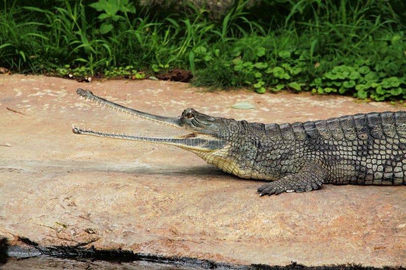 Indian gavial stock photo. Image of crocodiles, crocodile - 5834748