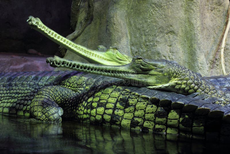 Indian gavial stock image. Image of gharial, crocodilian - 22997245
