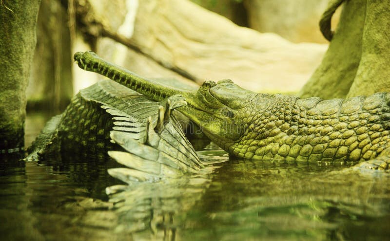 Indian gavial stock photo. Image of predator, water, sharp - 26157912