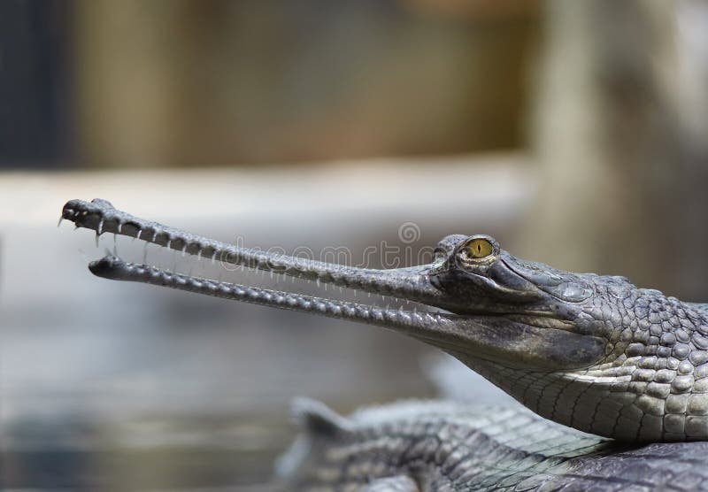 Gavial stock photo. Image of caiman, teeth, animals, wildlife - 17370498