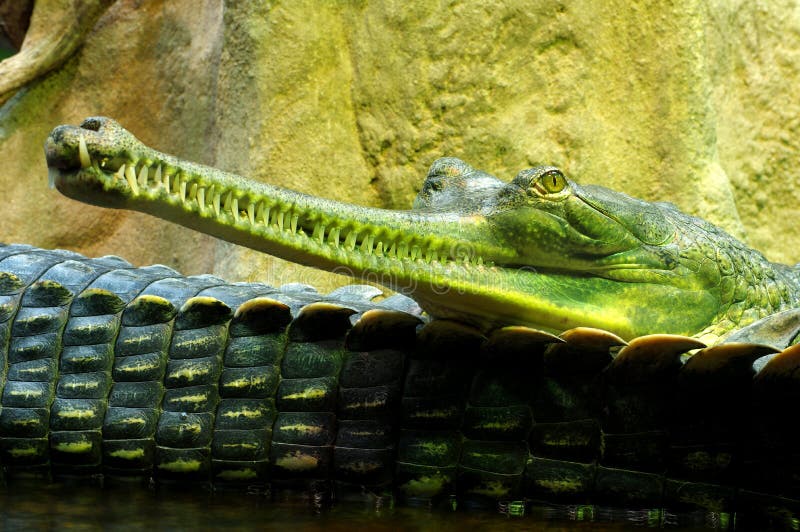 Skin gavials stock image. Image of indian, asian, wildlife - 43580765