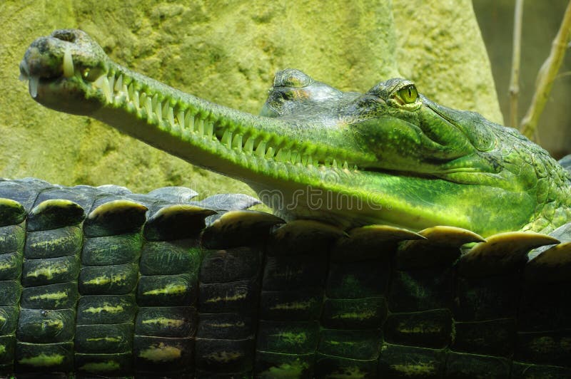 Indian gavials 3 stock image. Image of asia, teeth, scales - 51553197