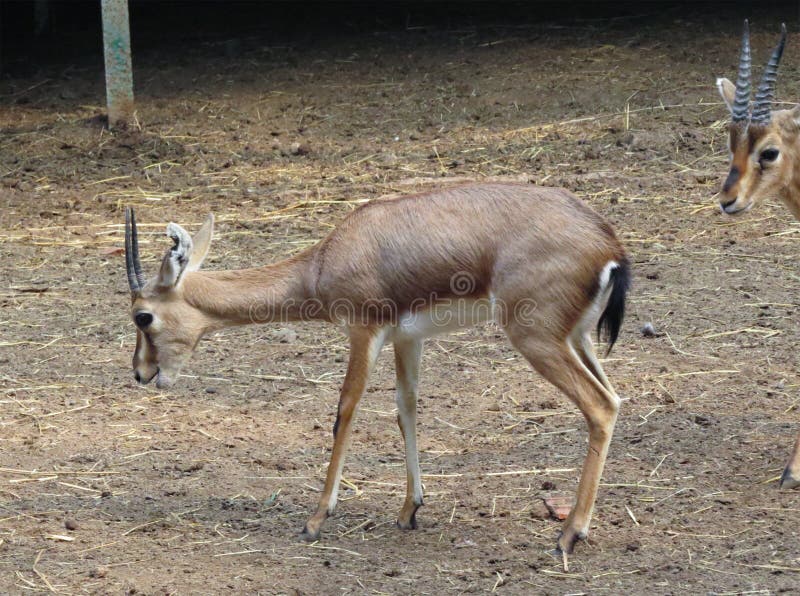 Indian Gazelle or Chinkara Deer, India Stock Image - Image of horn ...