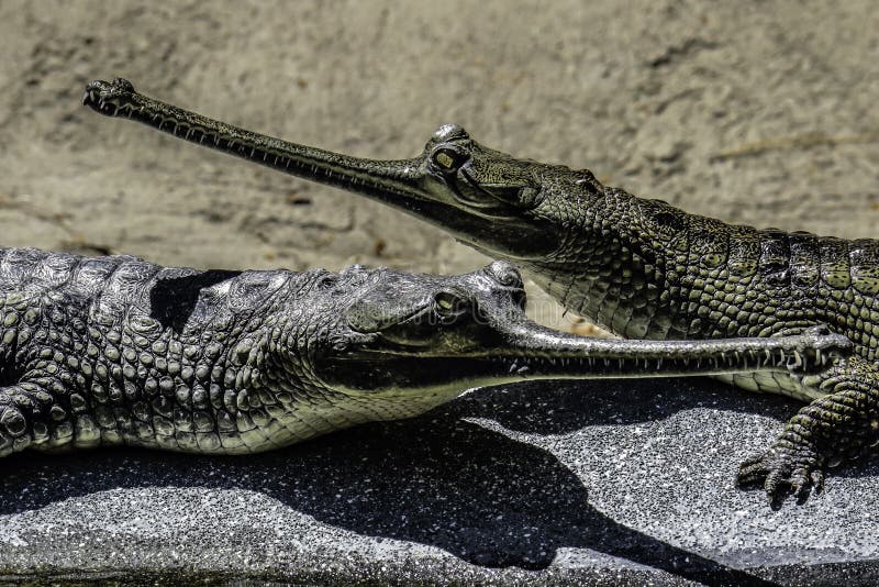 Asian gharial stock image. Image of danger, closeup, gavial - 27280791