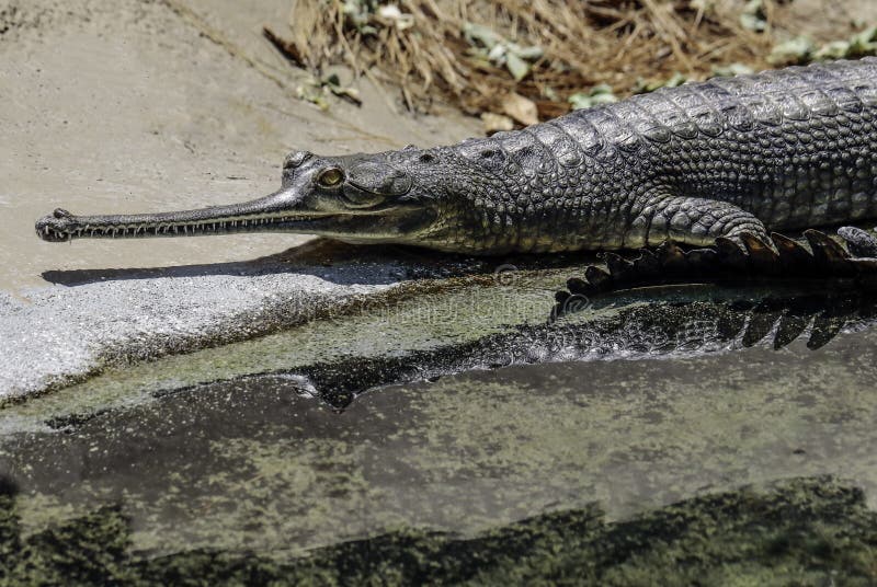 Indian Gharial stock image. Image of gharial, jaws, crocodilian - 103088489