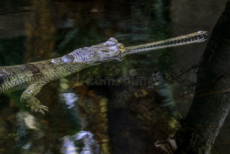 Indian Gharial stock image. Image of gharial, jaws, crocodilian - 103088489