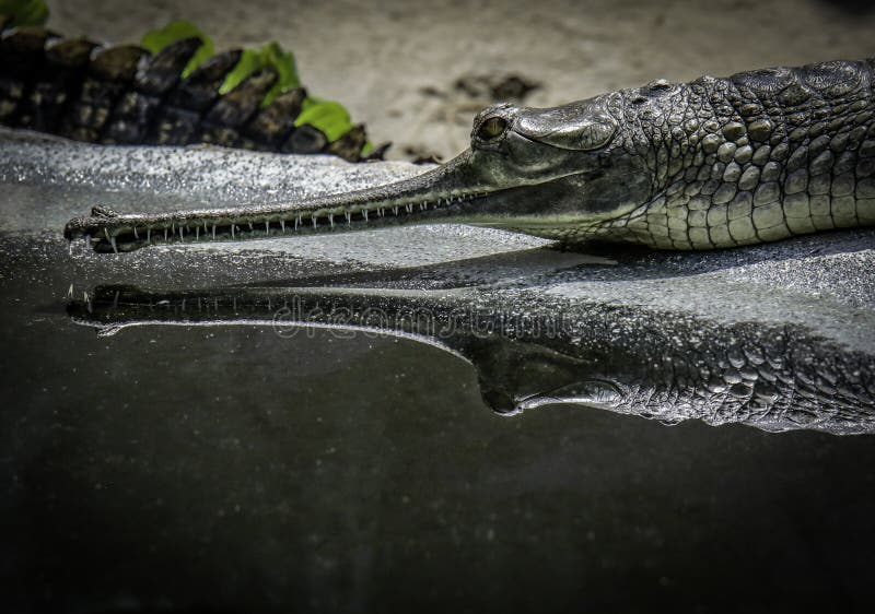 Indian Gharial stock image. Image of gharial, jaws, crocodilian - 103088489