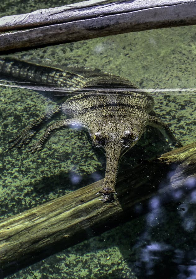 Indian Gharial stock image. Image of gharial, jaws, crocodilian - 103088489