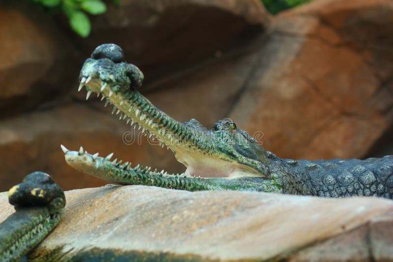 Indian Gharial stock photo. Image of water, tree, indian - 40215986