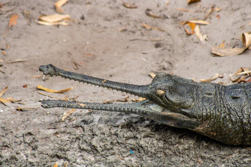 Indian ghiral stock image. Image of brown, head, crocodile - 161737275