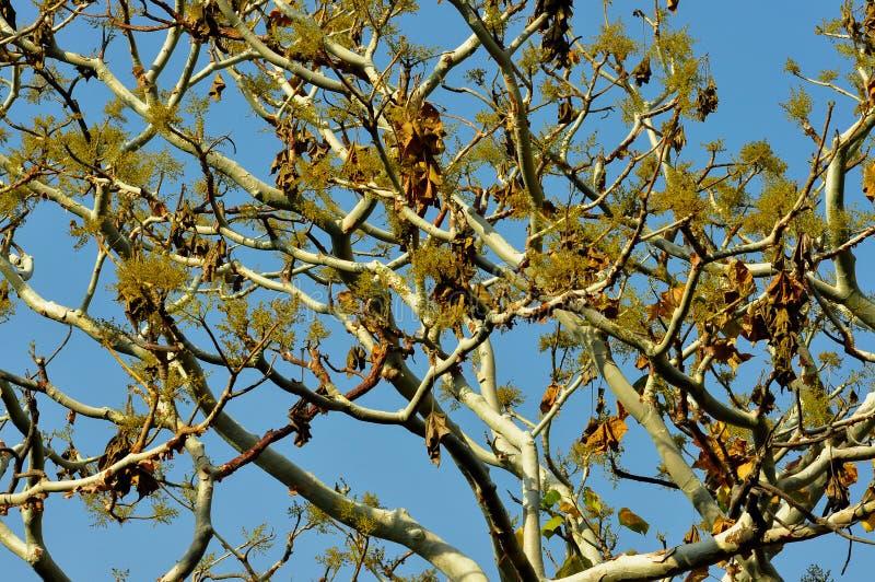Indian Ghost Tree Sterculia Urens Out Side Vaijnath Shiva Temple ...