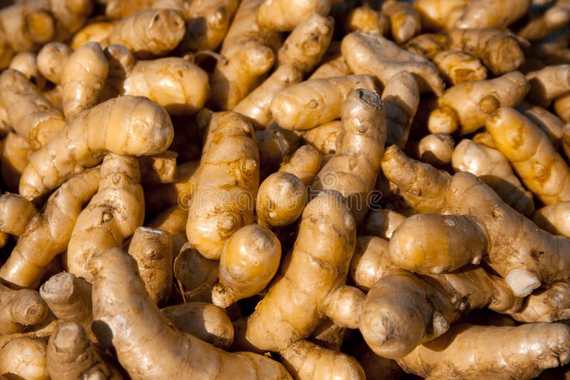 INdian Ginger stock photo. Image of care, dinner, agriculture - 65987274