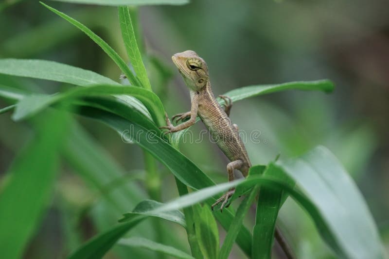 Indian Girgit or Garden Lizard or Chameleon on a Green Plant Looking at ...