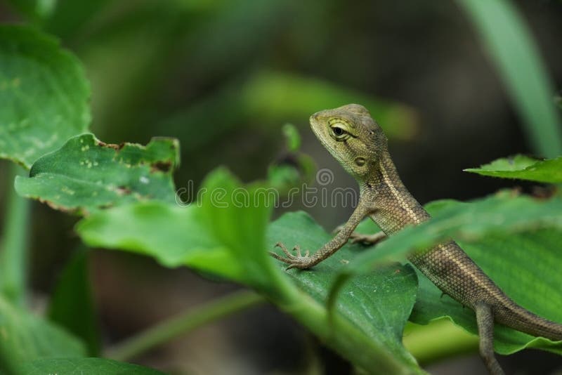 Indian Girgit or Garden Lizard or Chameleon on a Green Plant Looking at ...