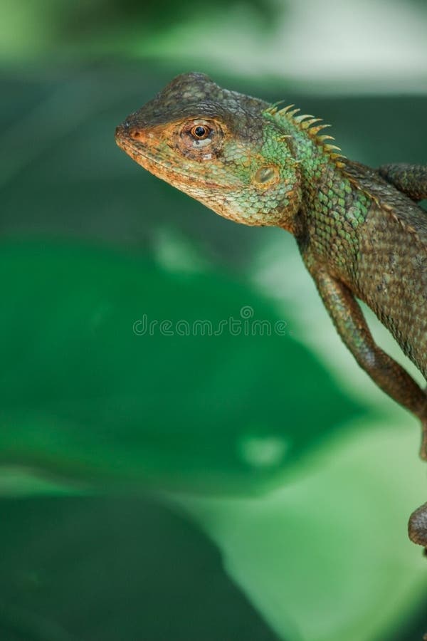 Lizard Girgit Stock Photos - Free & Royalty-Free Stock Photos from ...