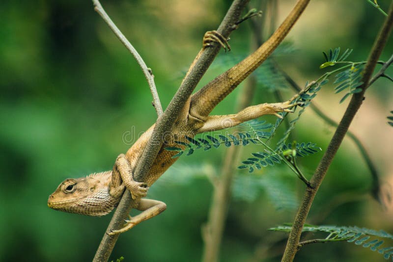 Indian Girgit or Garden Lizard or Chameleon on a Green Plant Looking at ...