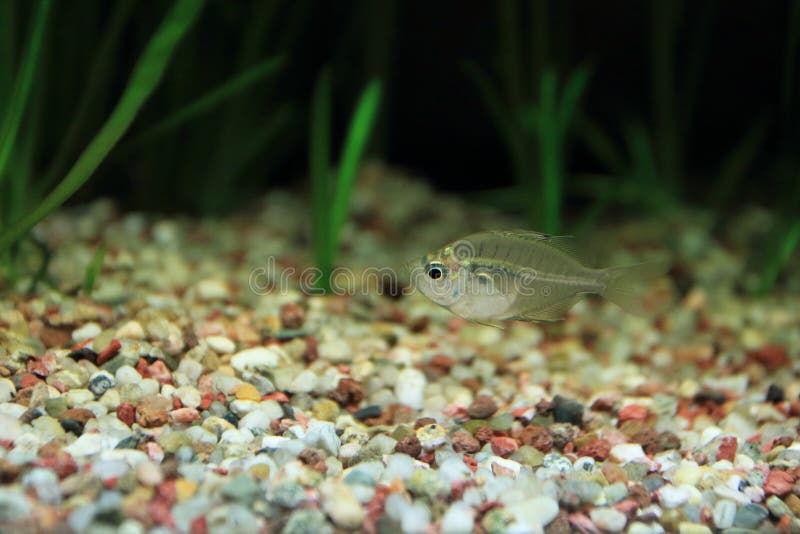 Indian Glassy Fish Parambassis Ranga Stock Photo - Image of ornamental ...